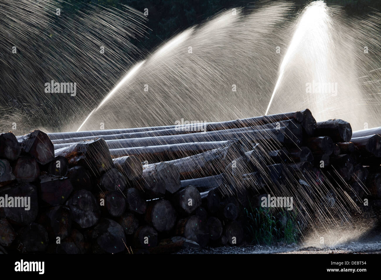 Wet storage, artificial irrigation for the preservation of tree trunks ...