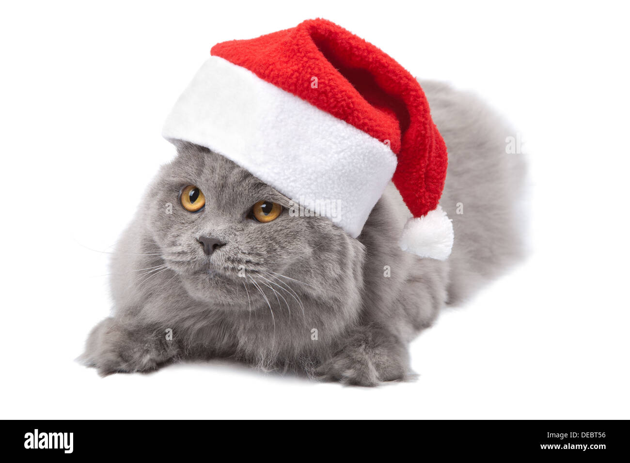 cat in red cap isolated Stock Photo - Alamy