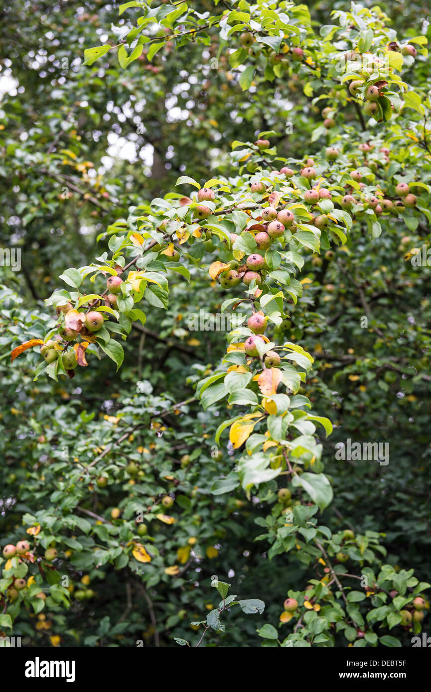 Heavy crop of apples hi-res stock photography and images - Alamy