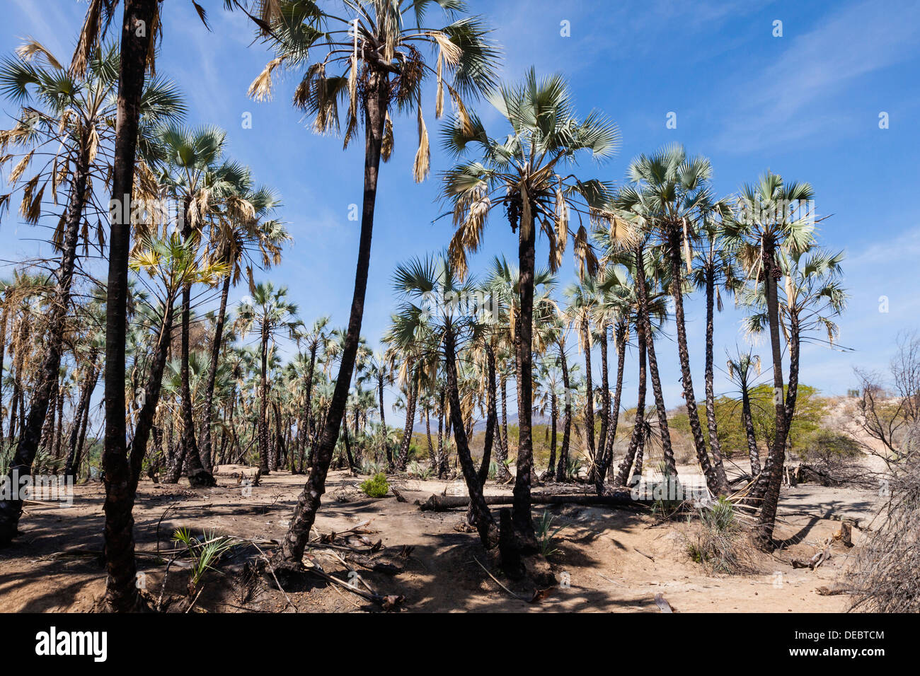 Palm trees on the banks of the Kunene River, Kaokoland, Kunene Region ...