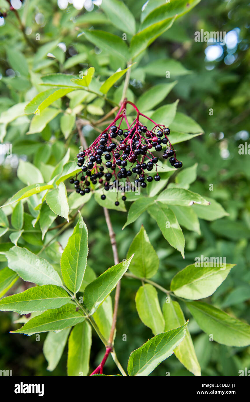 Elderberries on an Elder tree in the early Autumn Stock Photo - Alamy