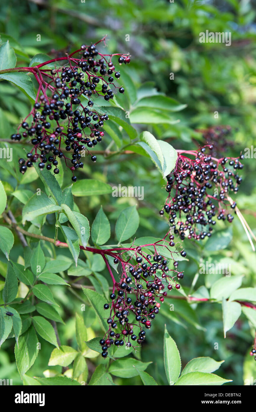 Elder berry tree hi-res stock photography and images - Alamy