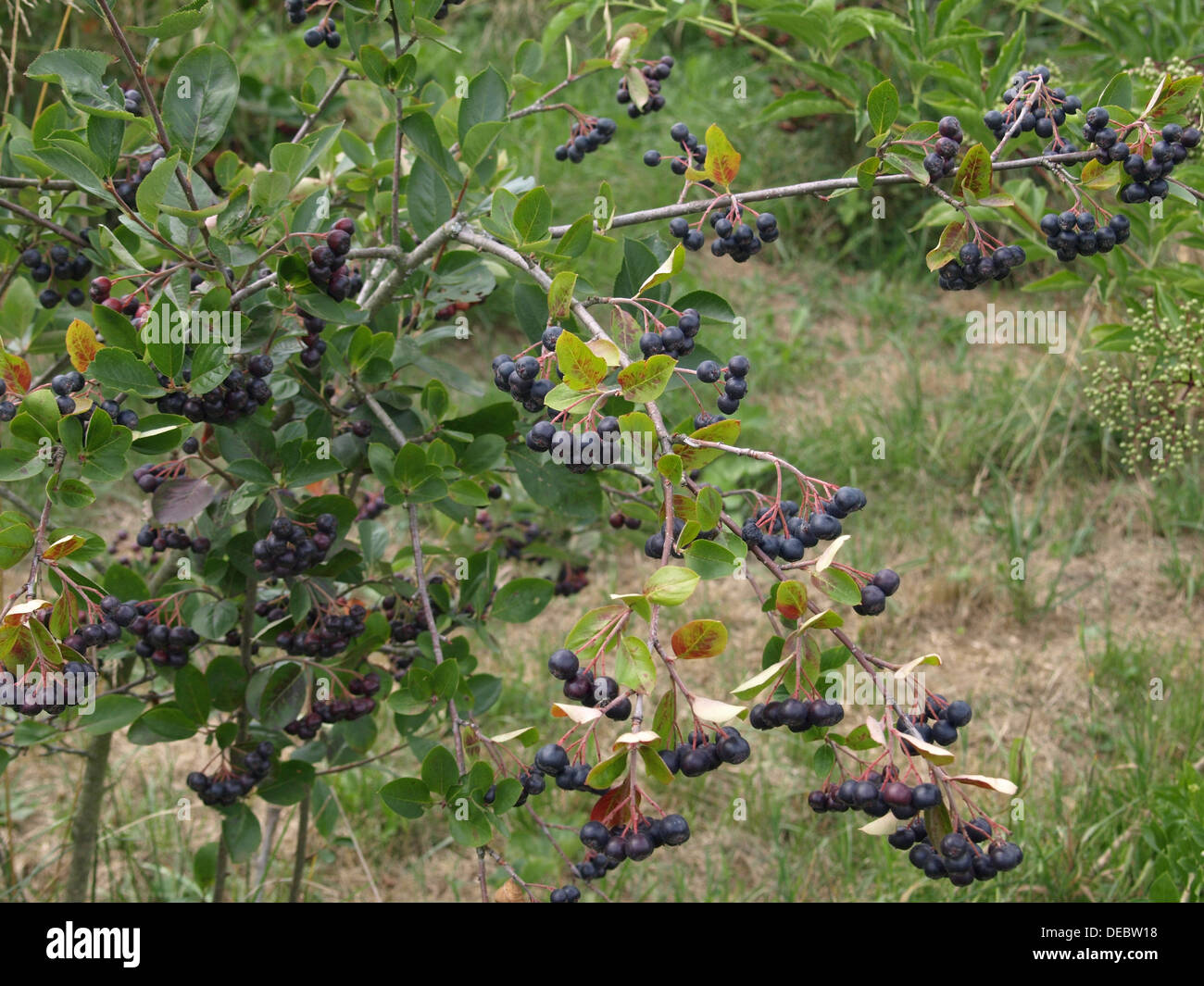 chokeberries, shrub with fruit / Pyreae / Aronia, Apfelbeeren Stock ...