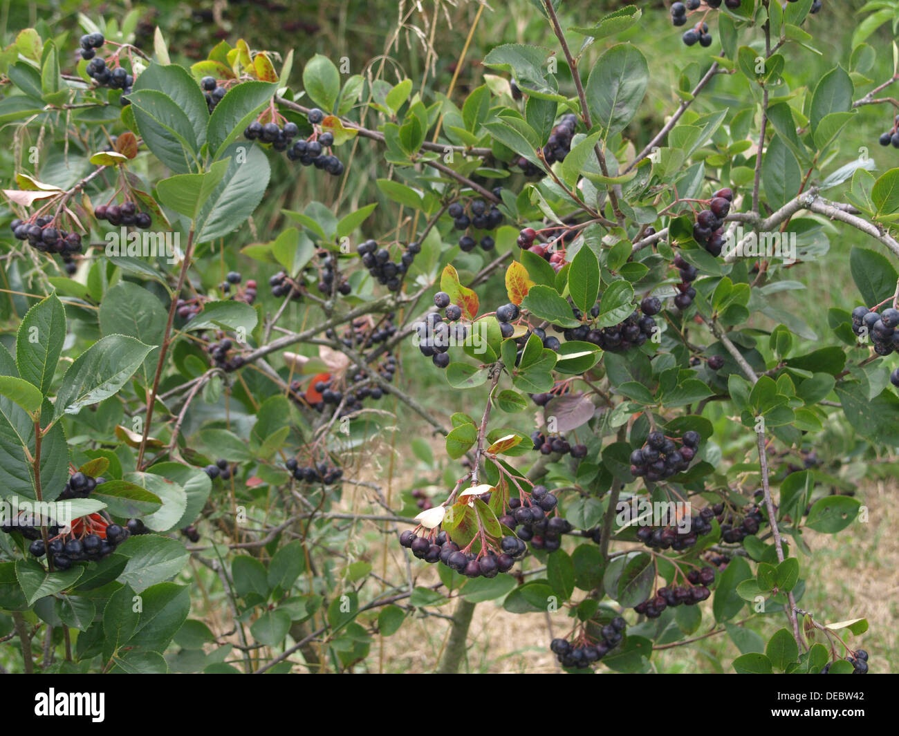 chokeberries, shrub with fruit / Pyreae / Aronia, Apfelbeeren Stock ...