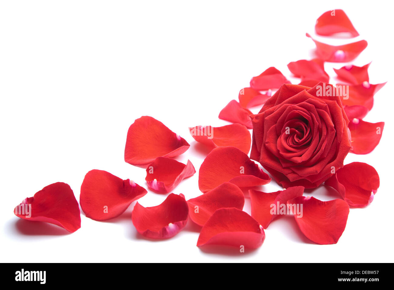 red rose petals isolated Stock Photo - Alamy