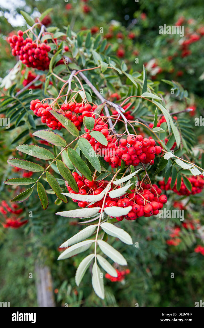 Bunches red rowan berries on hi-res stock photography and images - Alamy