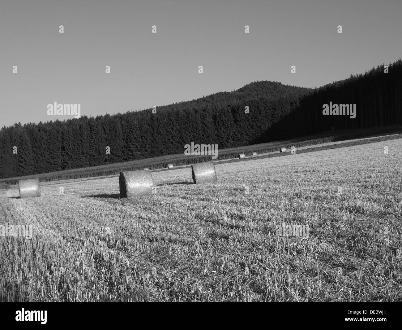 a field with bales of straw / Ein Feld mit Strohballen Stock Photo - Alamy