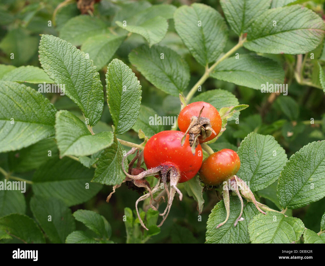 rugosa rose with hips / Rosa rugosa / Kartoffelrose mit Hagebutten ...