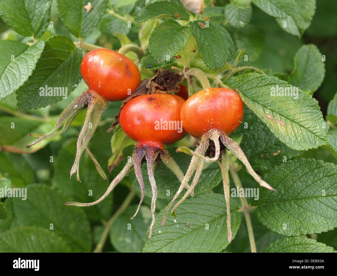 Rugosa rose hi-res stock photography and images - Alamy