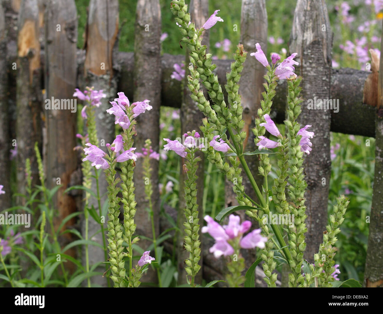 obedient plant, obedience, false dragonhead / Physostegia virginiana ...