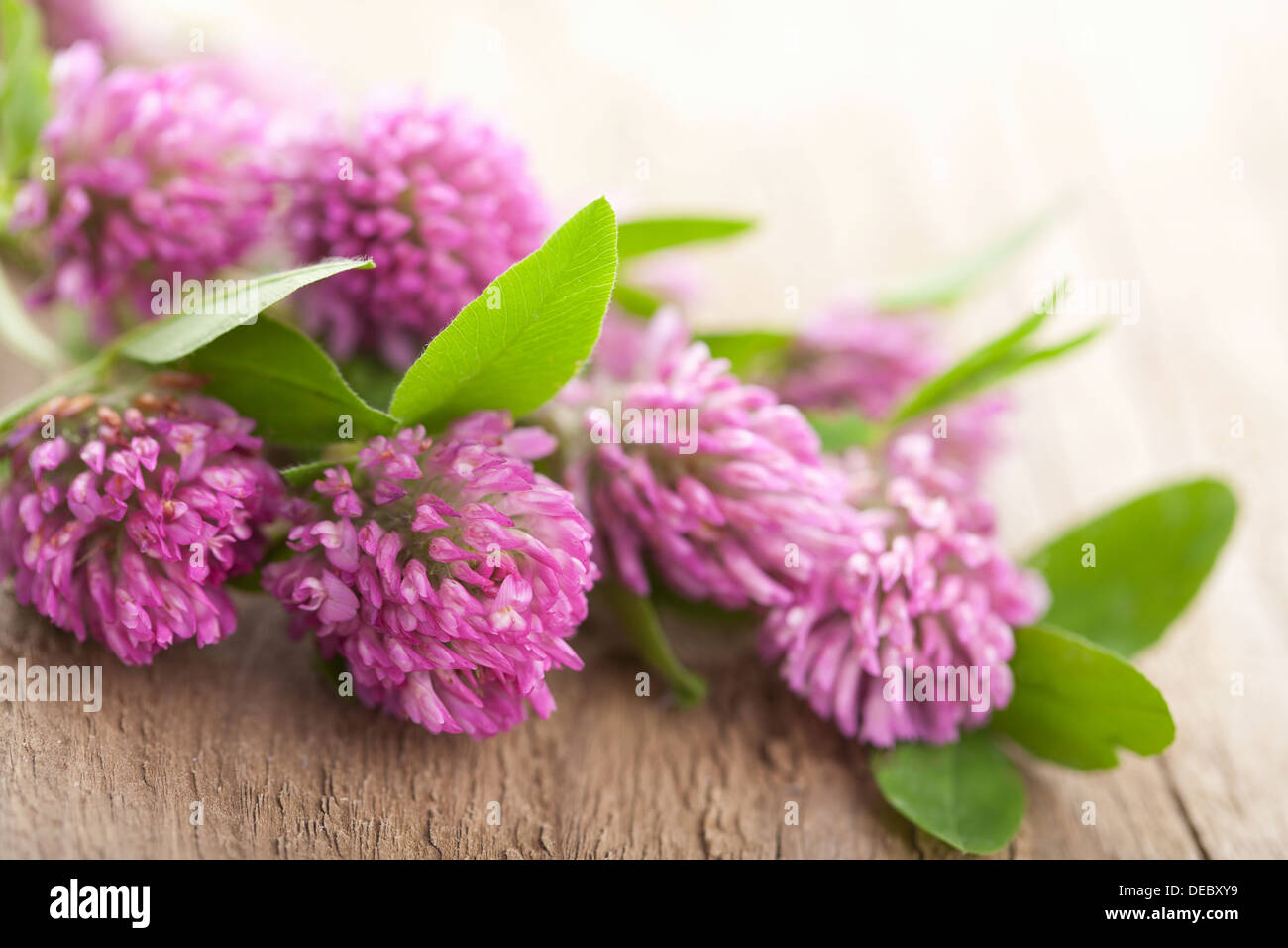 Pink clover flower hi-res stock photography and images - Alamy