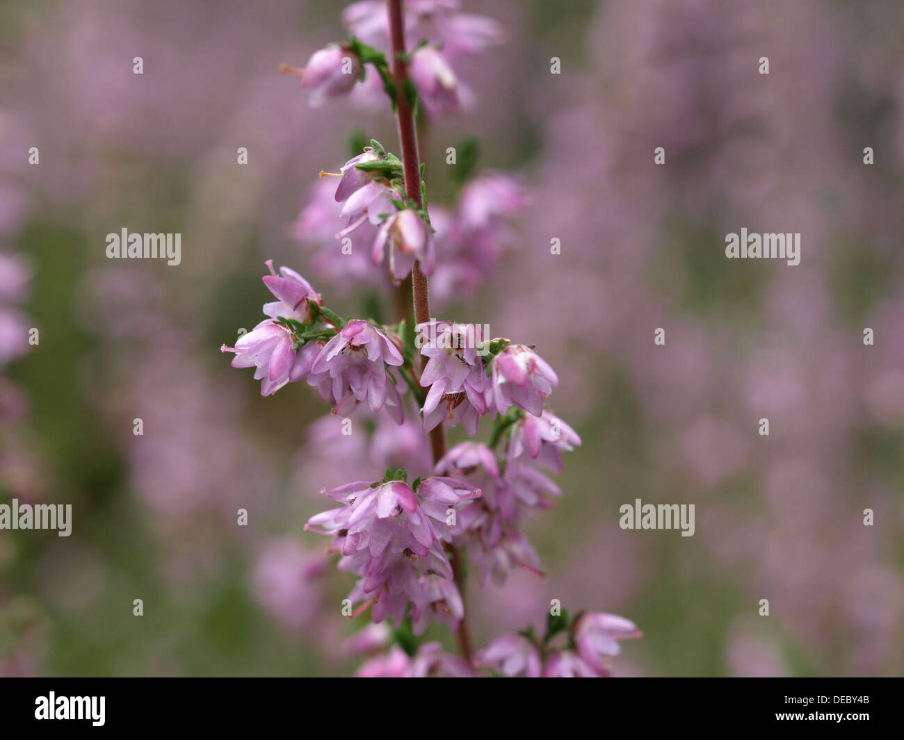 Common Heather / ling / Heather / Calluna vulgaris / Heidekraut ...