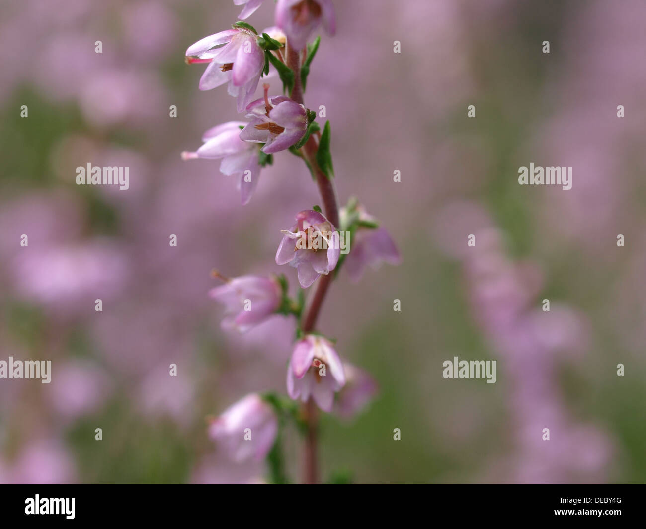 Common Heather / ling / Heather / Calluna vulgaris / Heidekraut ...