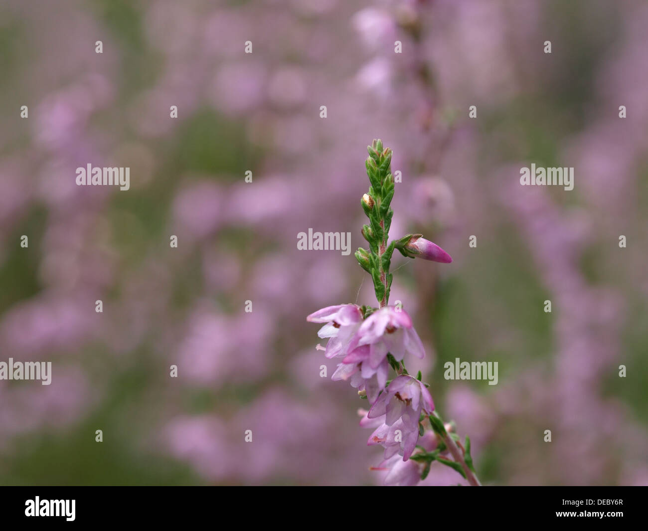 Common Heather / ling / Heather / Calluna vulgaris / Heidekraut ...