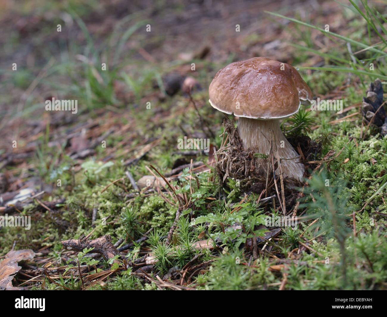 Gemeiner steinpilz hi-res stock photography and images - Alamy