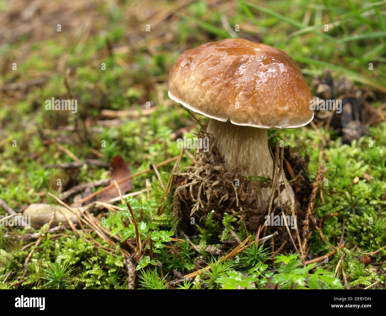 Gemeiner Steinpilz High Resolution Stock Photography and Images - Alamy