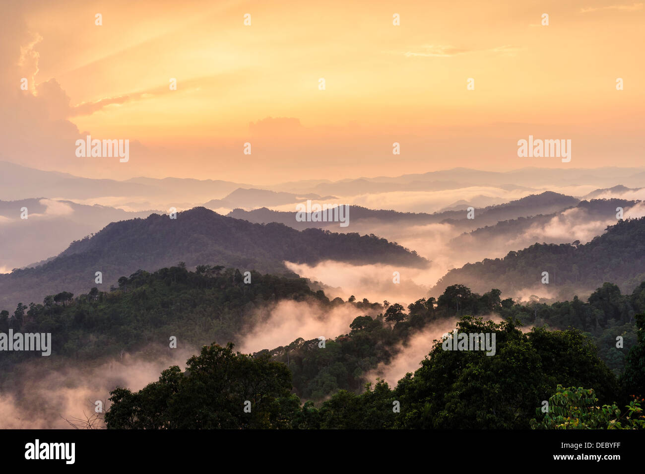 Beautiful floating fog landscape in rain forest after rain storm Stock ...