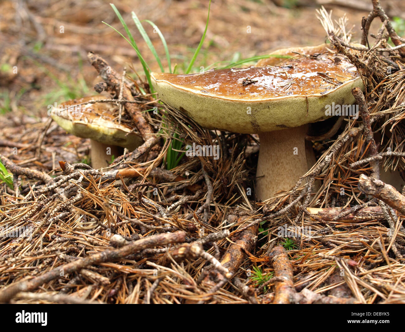Gemeiner steinpilz hi-res stock photography and images - Alamy