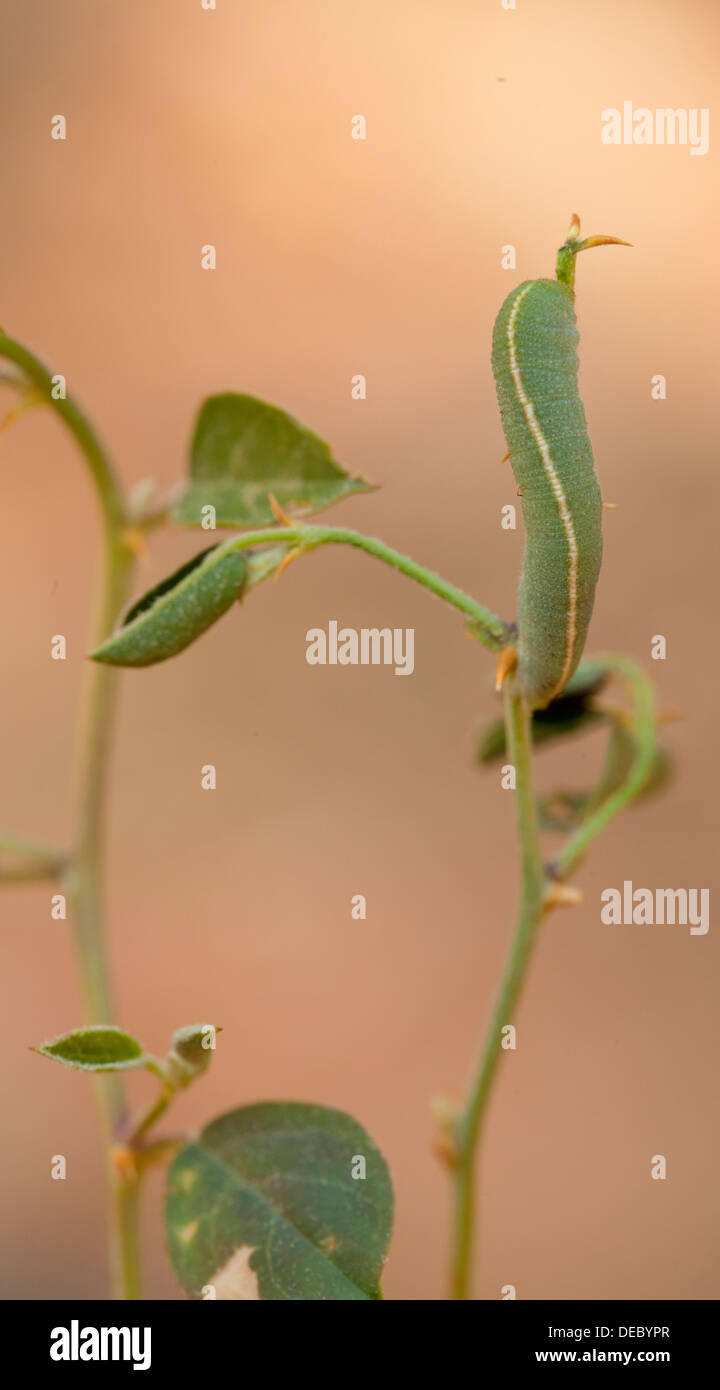Colotis hi-res stock photography and images - Alamy
