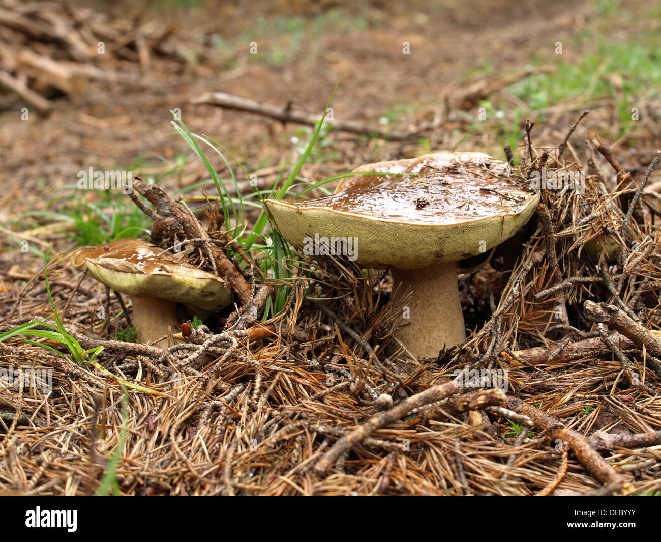 Gemeiner steinpilz hi-res stock photography and images - Alamy