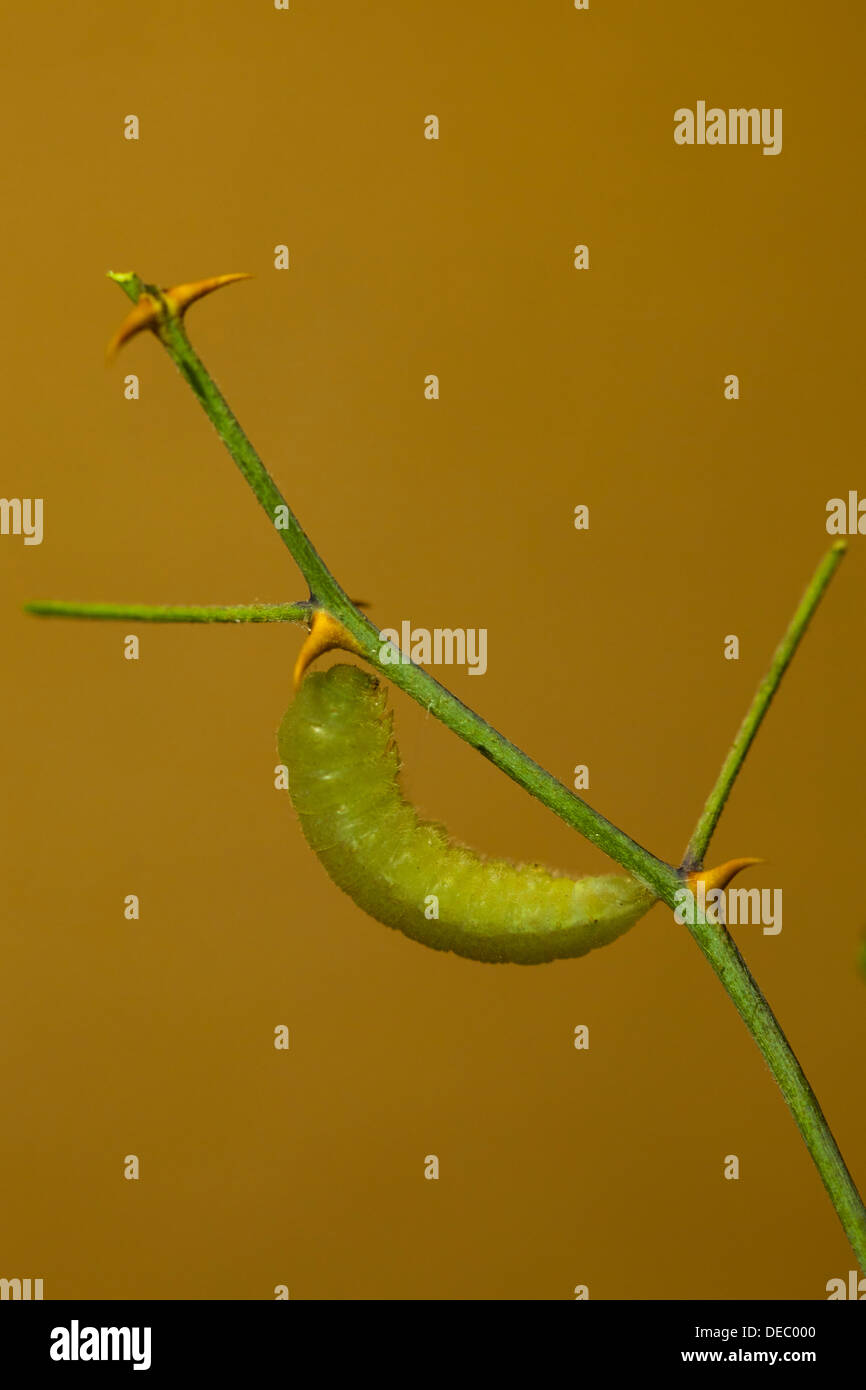 Colotis hi-res stock photography and images - Alamy