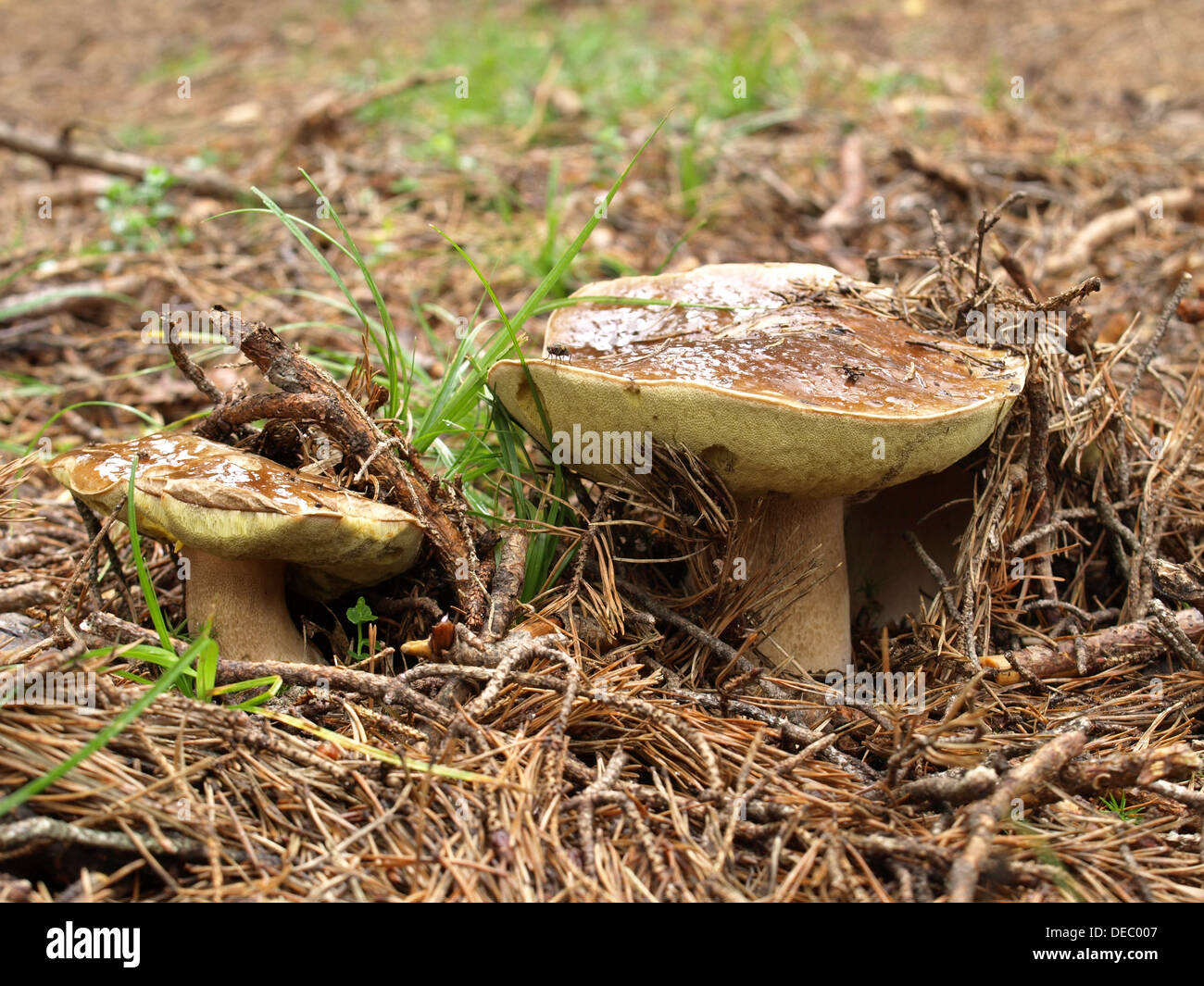 Gemeiner steinpilz hi-res stock photography and images - Alamy