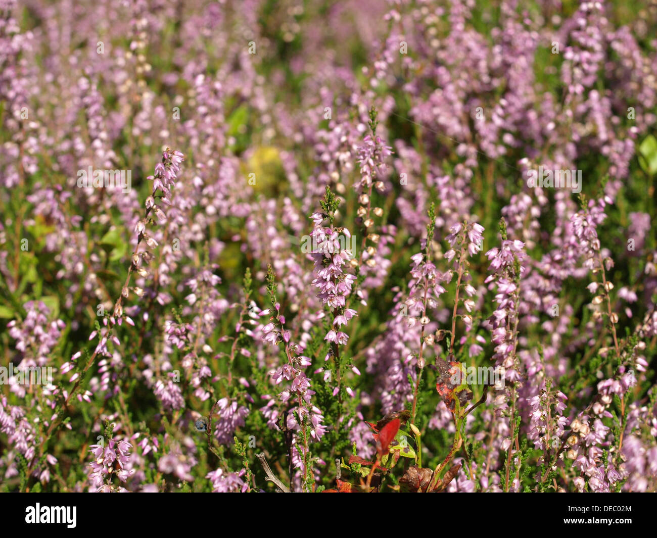 Common Heather / ling / Heather / Calluna vulgaris / Heidekraut ...