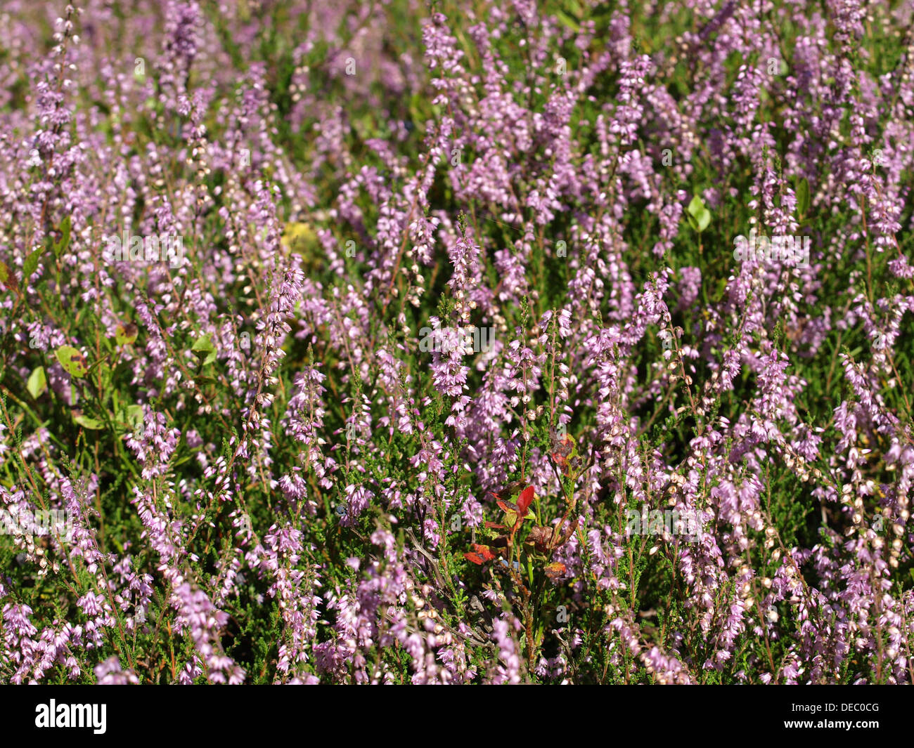 Common Heather / ling / Heather / Calluna vulgaris / Heidekraut ...