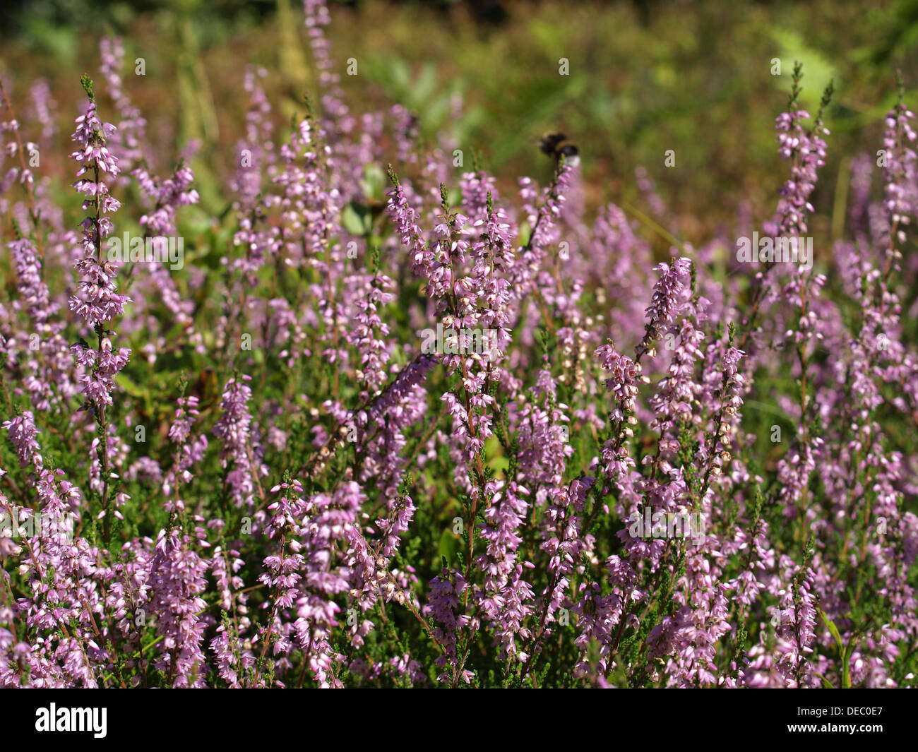 Common Heather / ling / Heather / Calluna vulgaris / Heidekraut ...