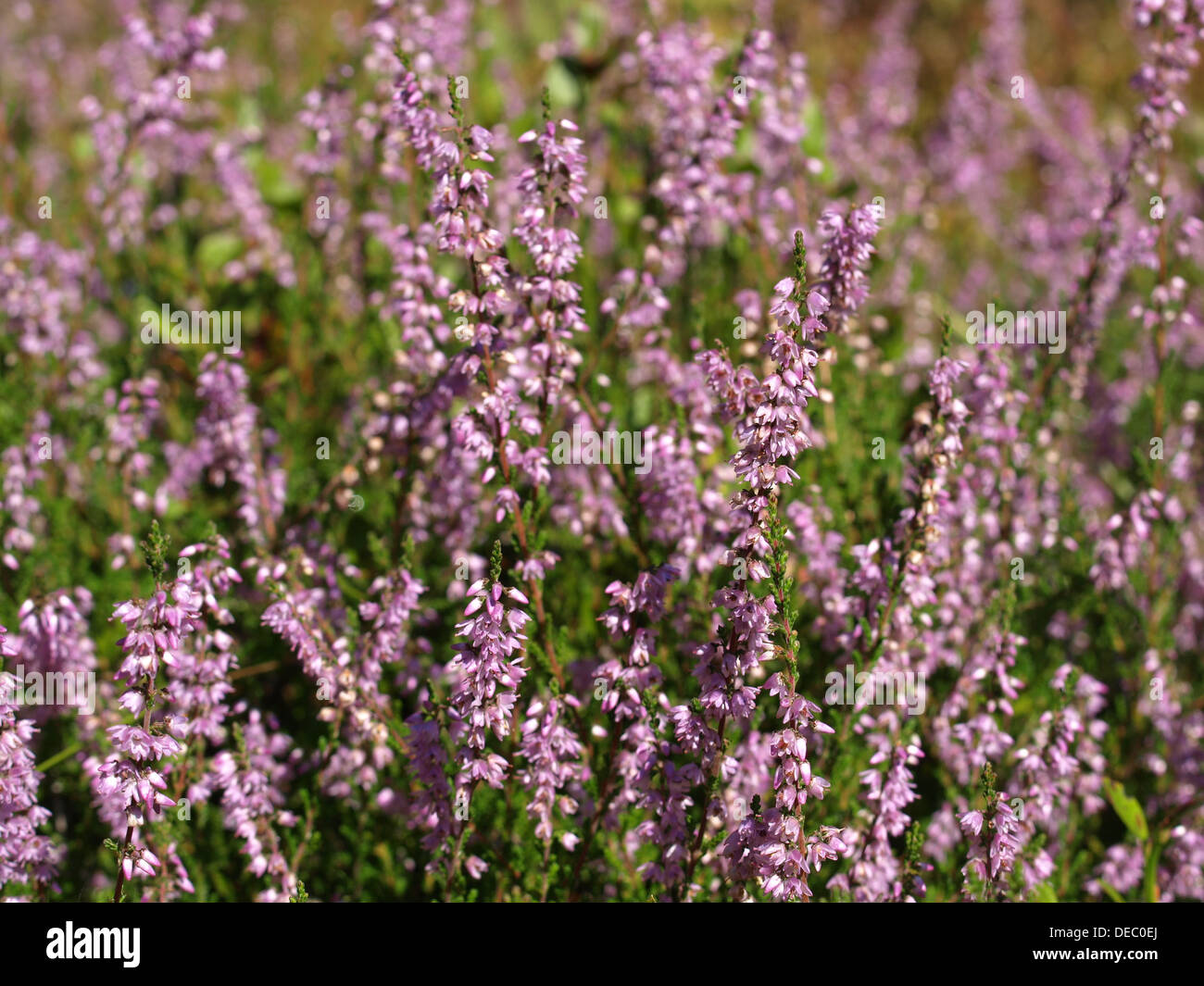 Common Heather / ling / Heather / Calluna vulgaris / Heidekraut ...