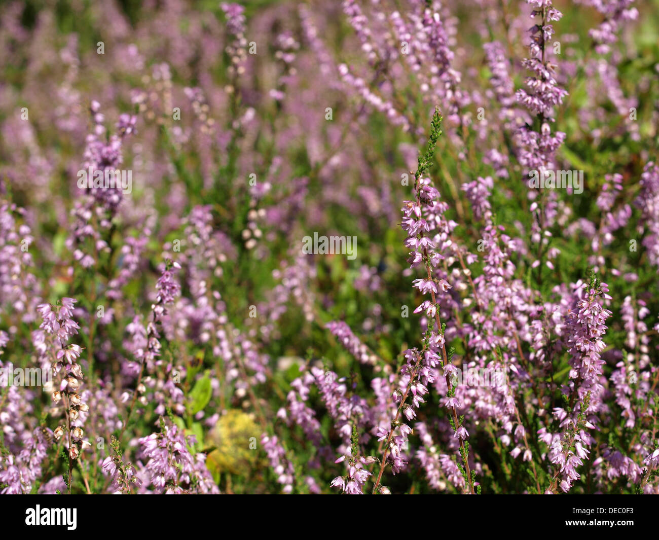 Heather seed hi-res stock photography and images - Alamy
