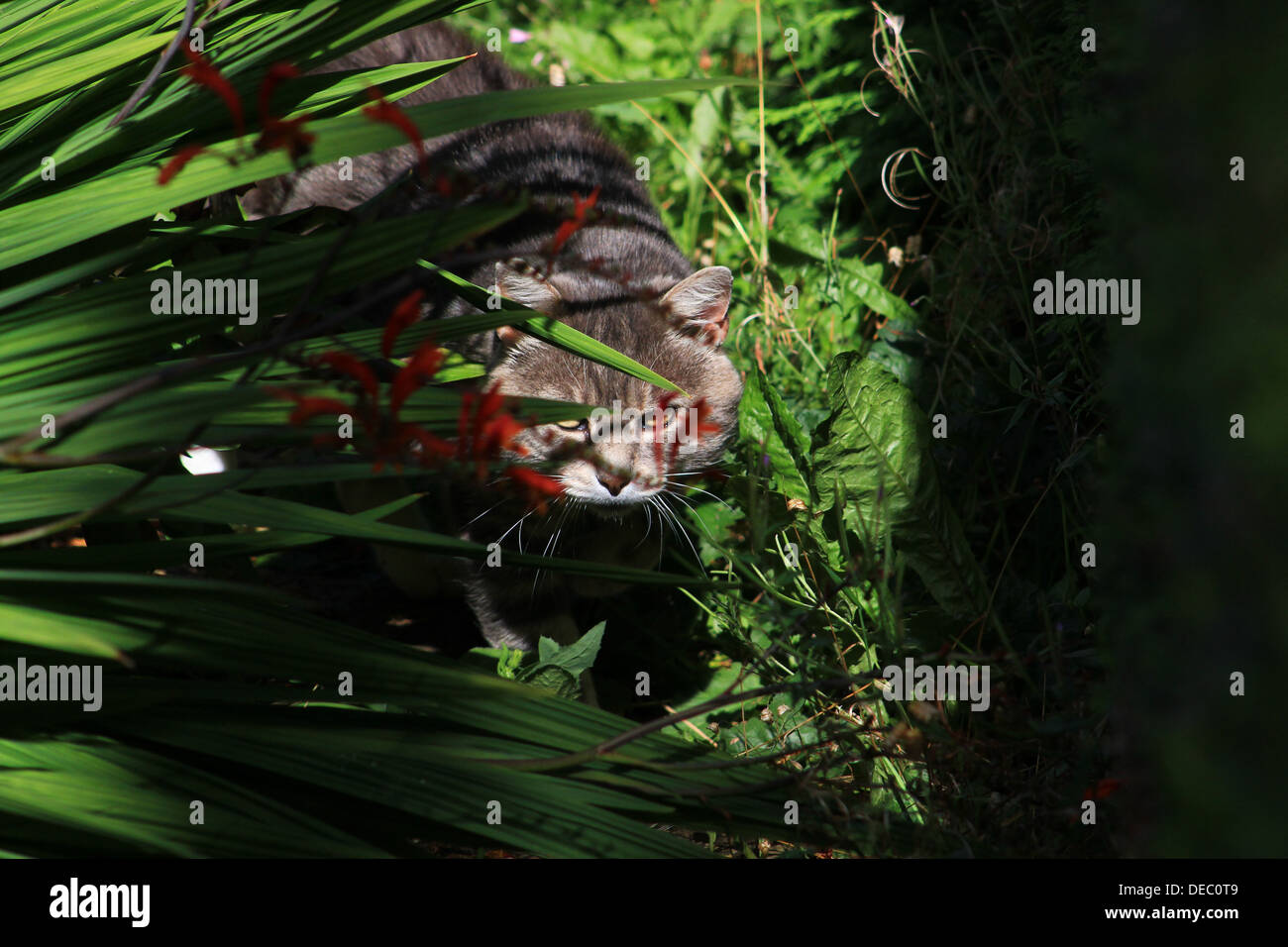 Cat prowling hi-res stock photography and images - Alamy