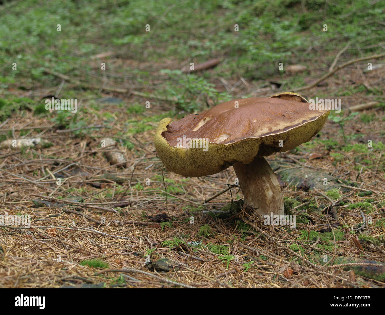 Gemeiner steinpilz hi-res stock photography and images - Alamy
