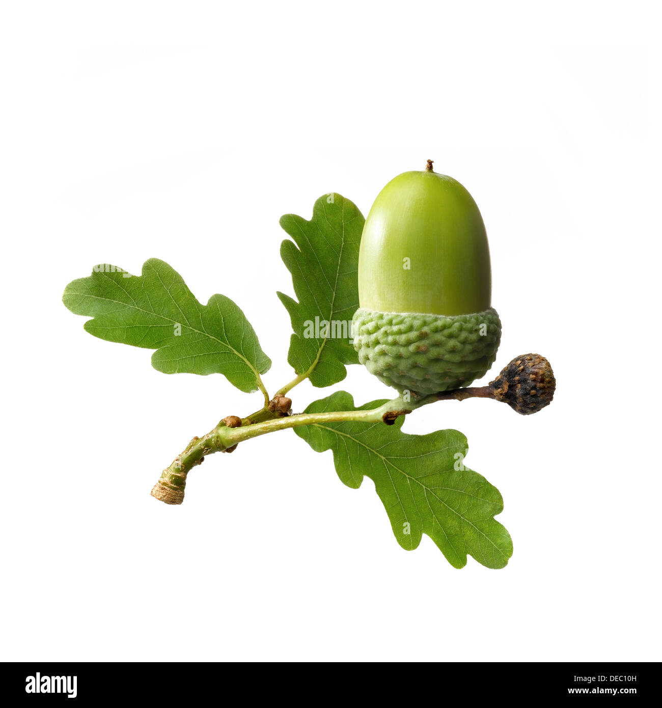 Oak tree hi-res stock photography and images - Alamy