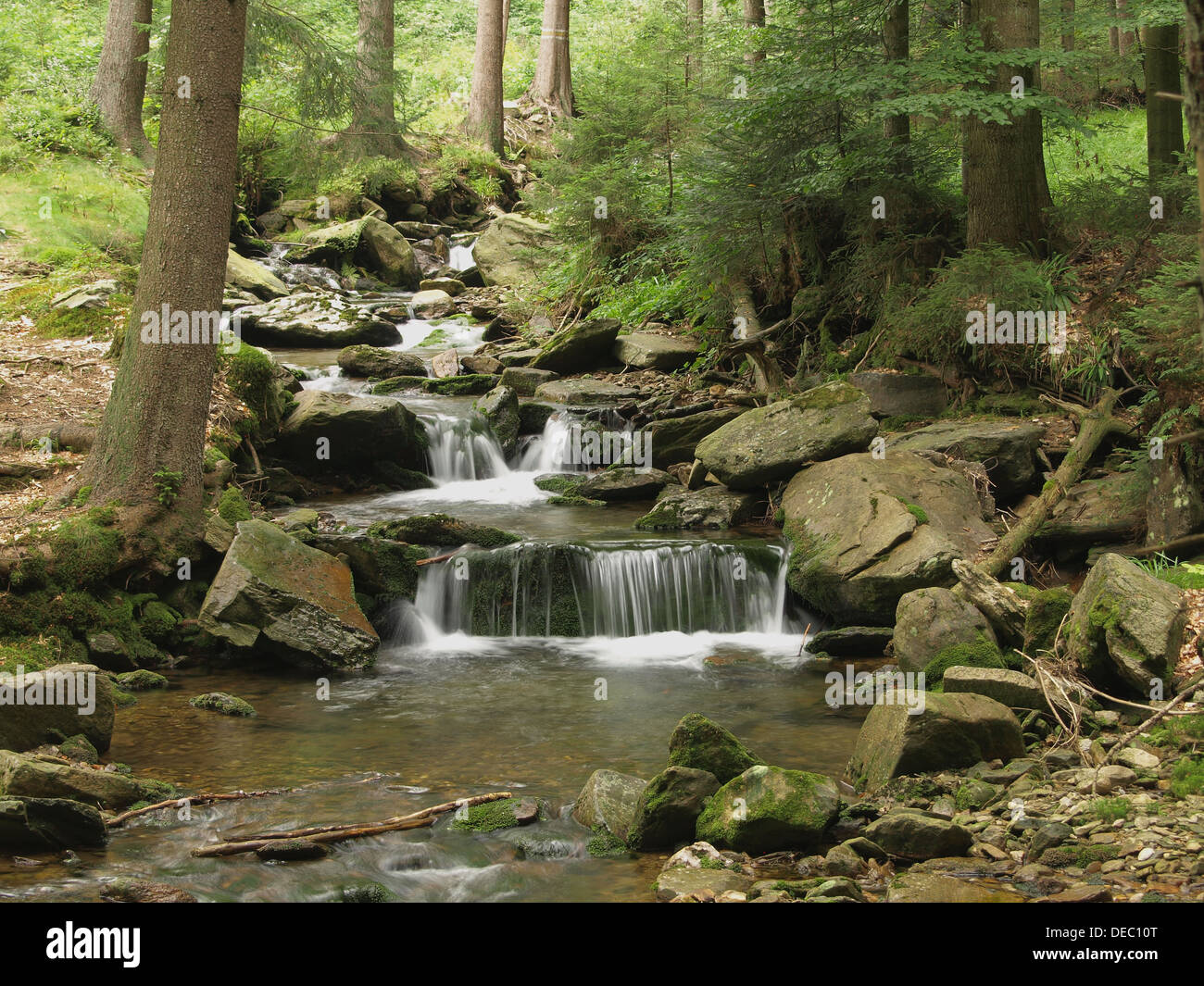Foreststream hi-res stock photography and images - Alamy