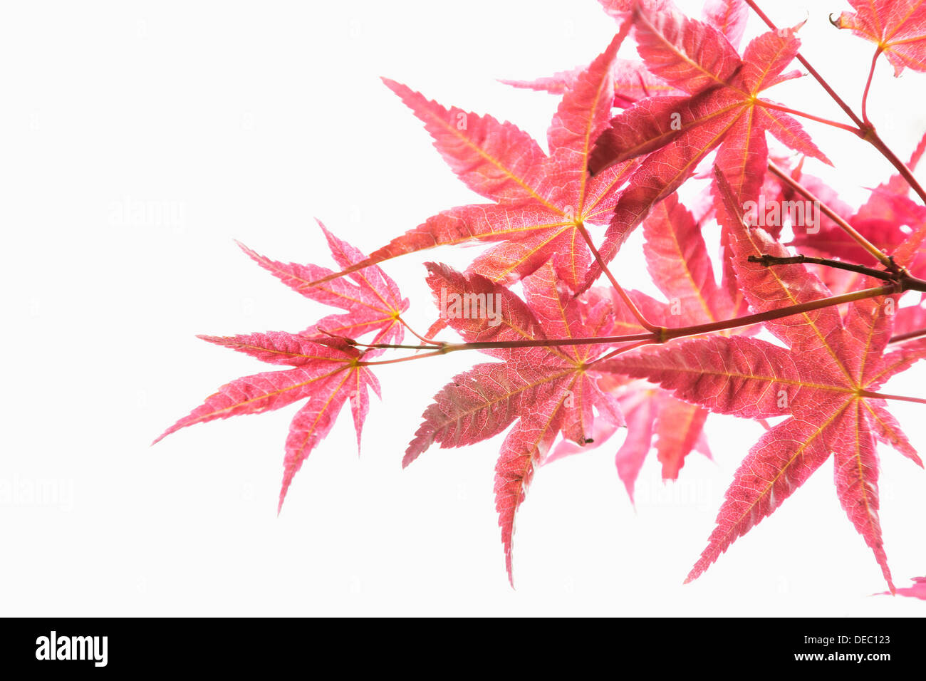 Close-up of red maple leaves Stock Photo - Alamy