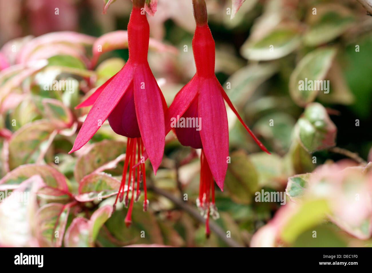 Fuschia hi-res stock photography and images - Alamy