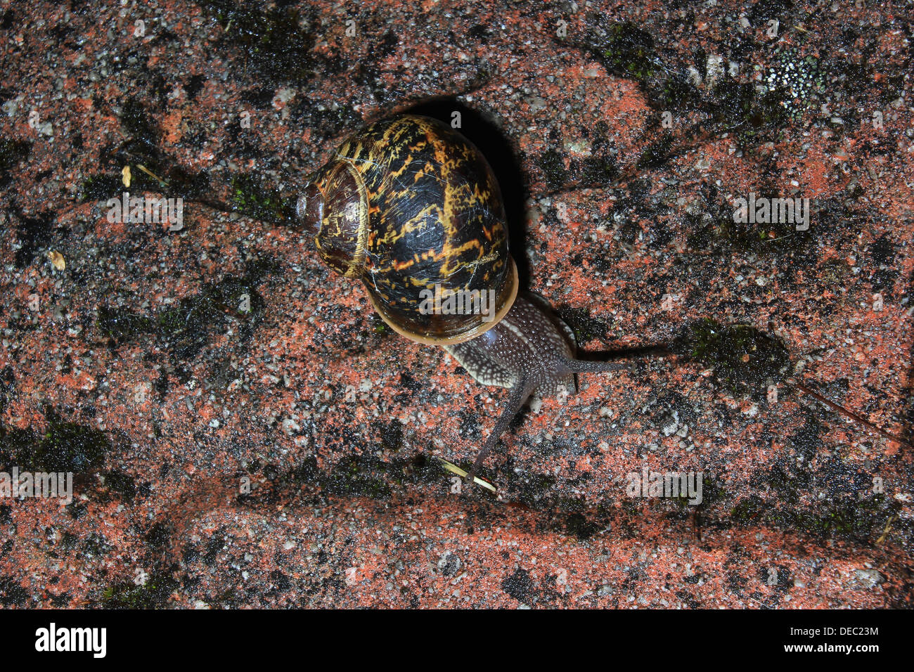 Common garden snail on path Stock Photo - Alamy