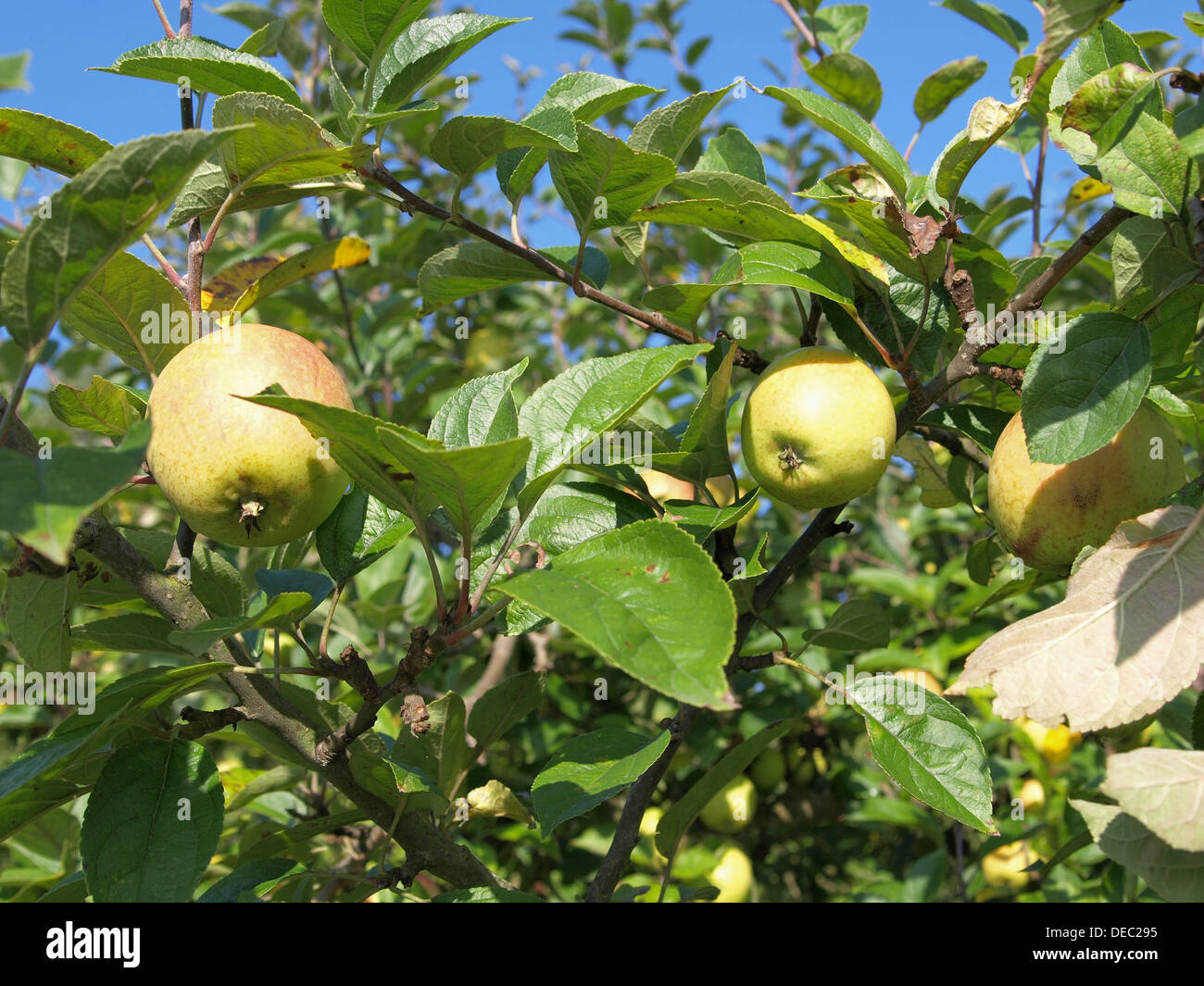 Apple trees fruit germany hi-res stock photography and images - Alamy