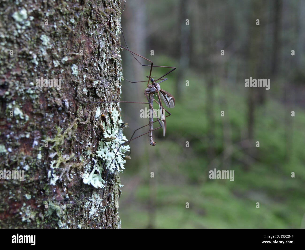 Crane fly resting on a tree in the forest Stock Photo - Alamy