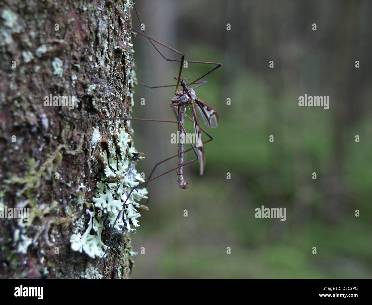 Fly in tree hi-res stock photography and images - Alamy