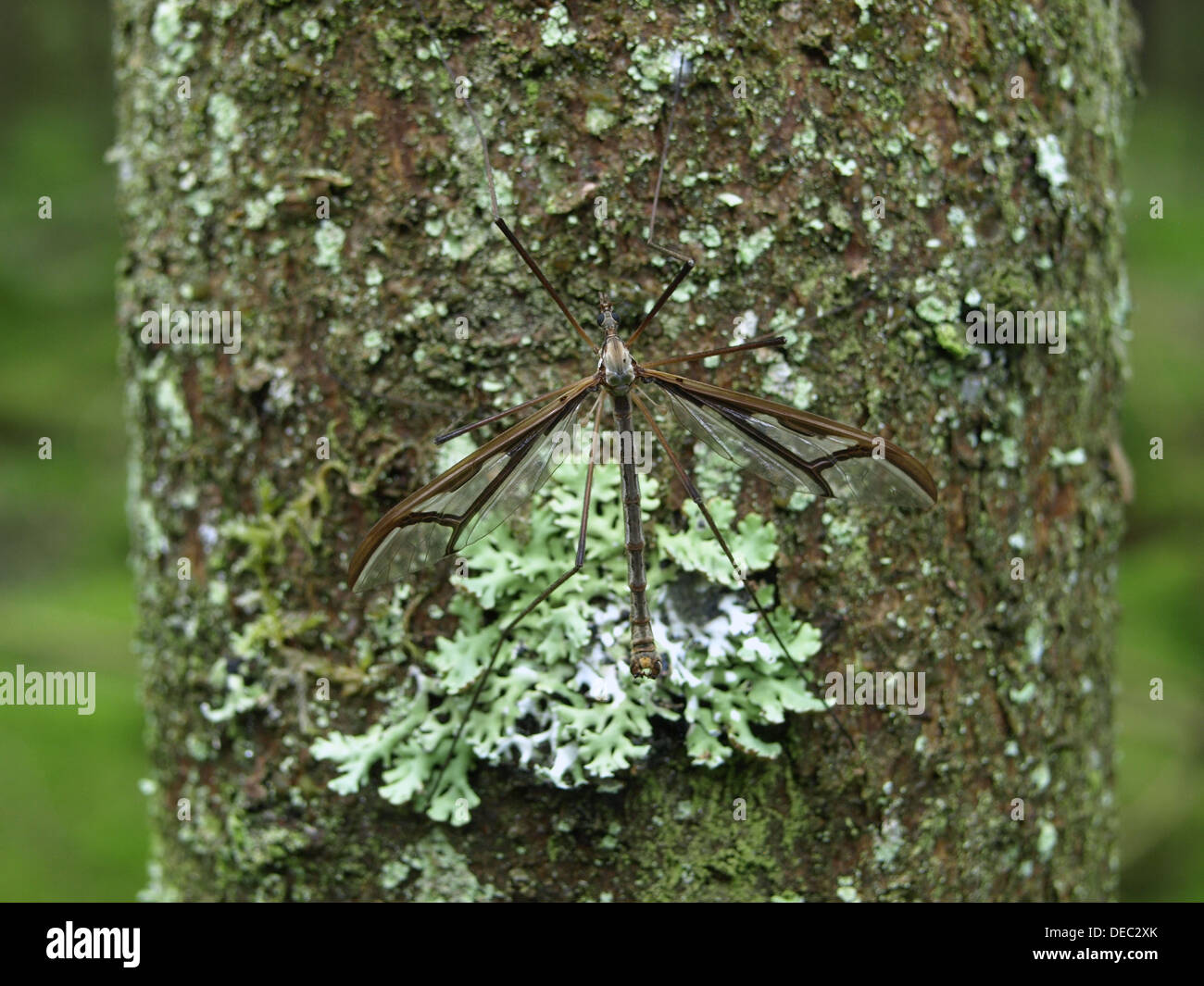 Crane fly resting on a tree in the forest Stock Photo - Alamy