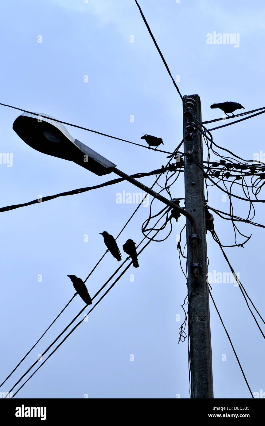 Power lines and ravens hi-res stock photography and images - Alamy