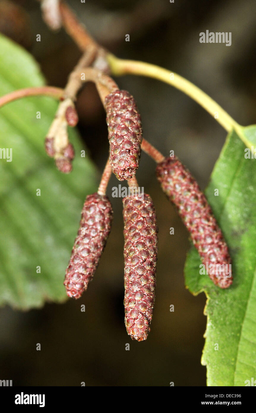Alder tree pine cones hi-res stock photography and images - Alamy