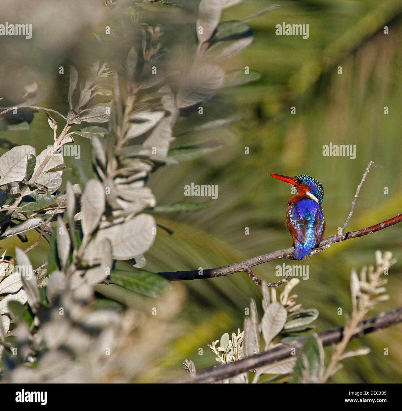 Malachite Kingfisher (Alcedo cristata) at Intaka Bird Sanctuary near ...