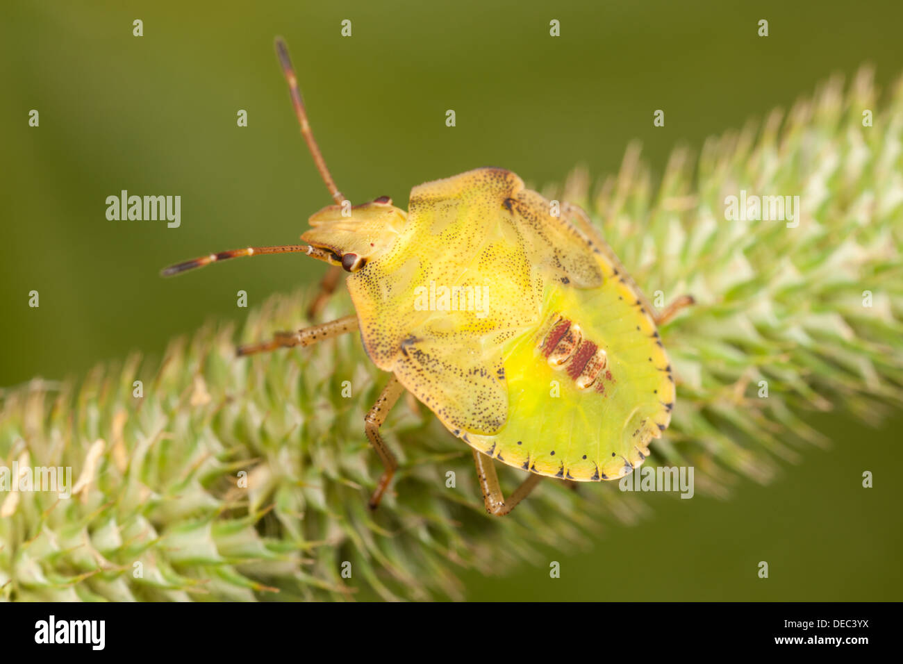 American stink bug hi-res stock photography and images - Alamy