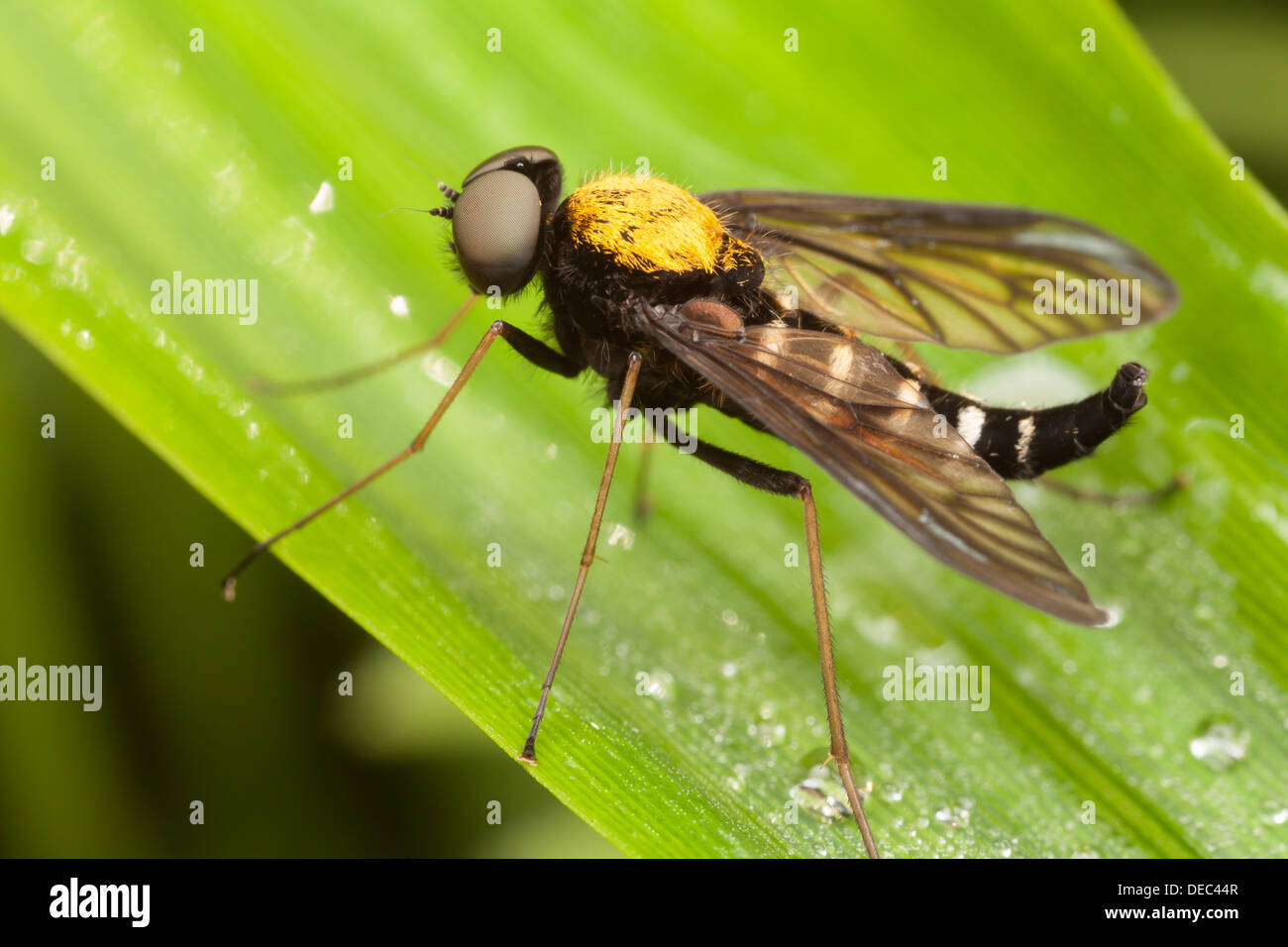 Golden-backed Snipe Fly (Chrysopilus thoracicus) - Male Stock Photo - Alamy
