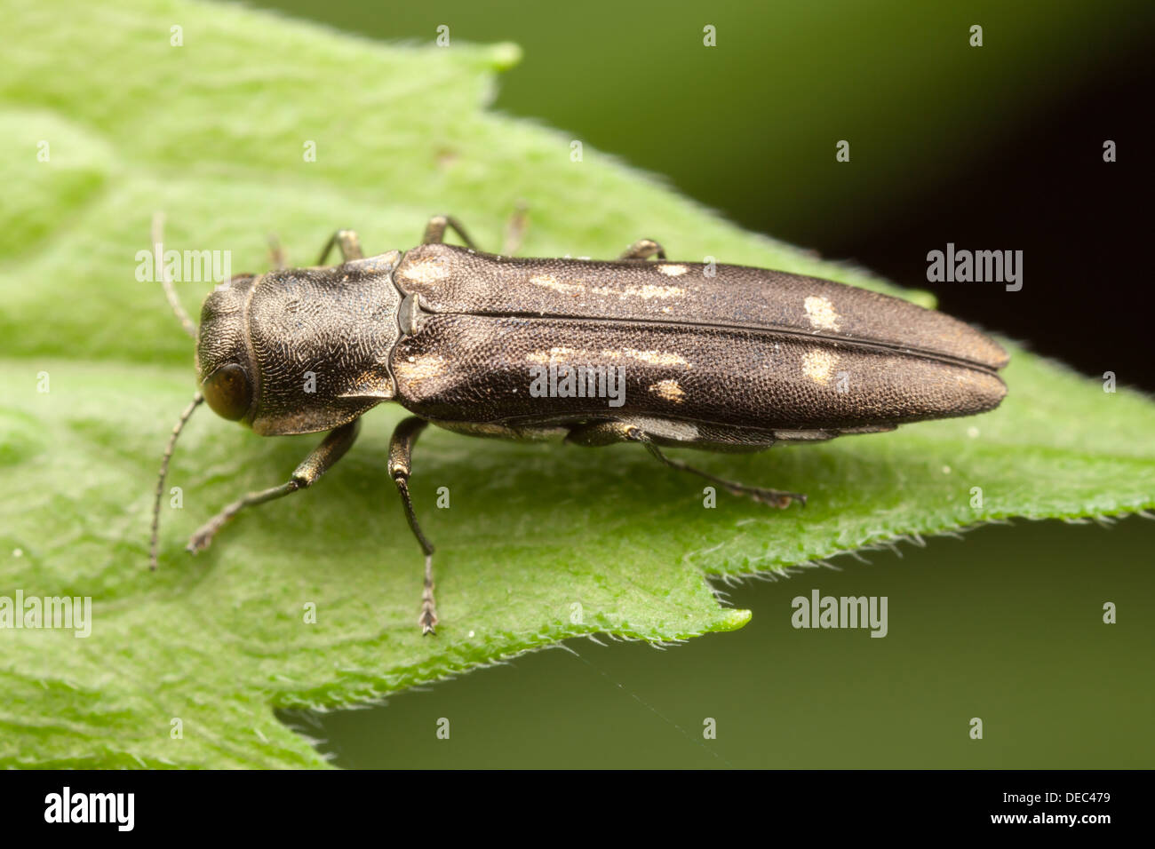 Metallic Wood-boring Beetle (Agrilus obsoletoguttatus Stock Photo - Alamy