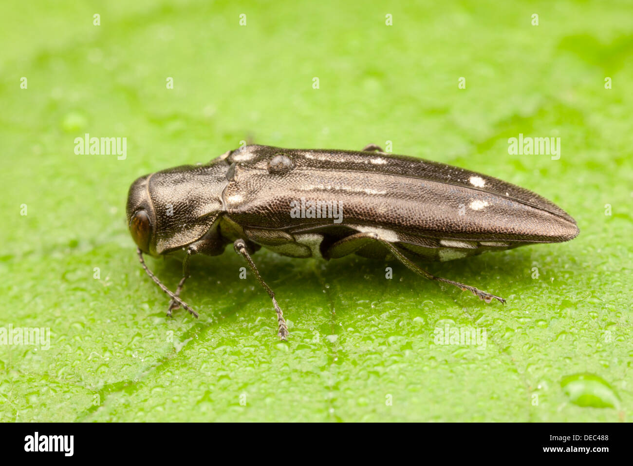 Metallic Wood-boring Beetle (Agrilus obsoletoguttatus Stock Photo - Alamy