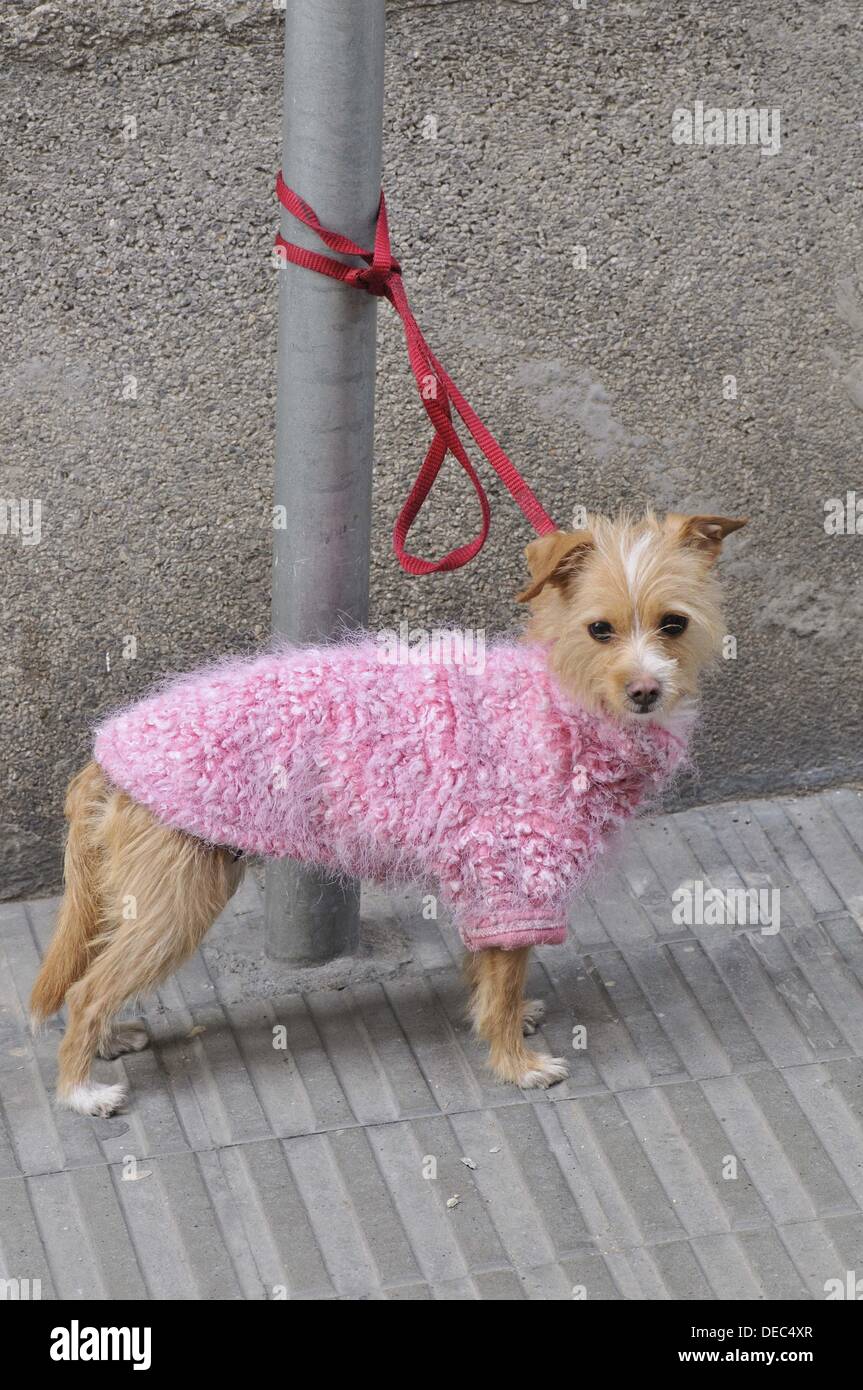 Chained dog hi-res stock photography and images - Alamy